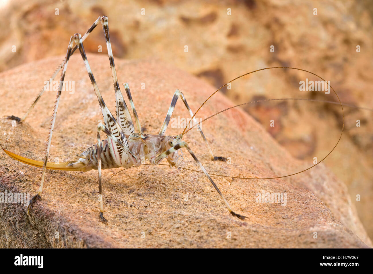 Cedarberg Katydid (Cedarbergeniana imperfecta) is endemic to one of two ...