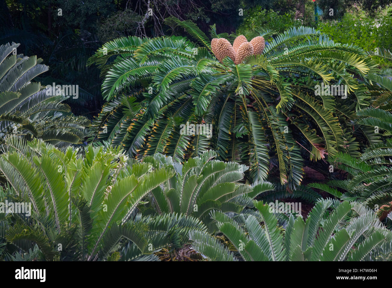 Cycad (Cycas sp) with mature male cones, Kirstenbosch Garden, Cape Town ...