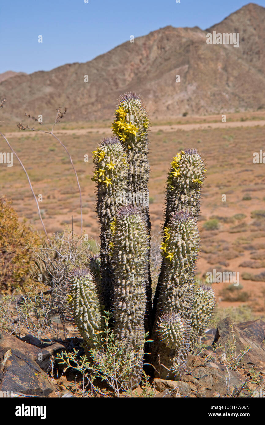 Alston's Hoodia (Hoodia alstonii), one of plants endemic to the ...