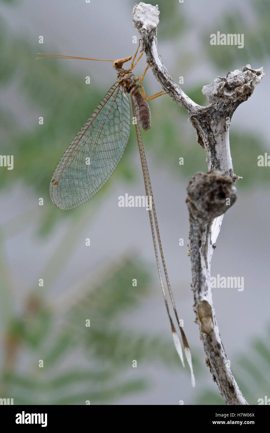 Ribbon-wing Lacewing (Nemia costalis), Richtersveld, Northern Cape ...