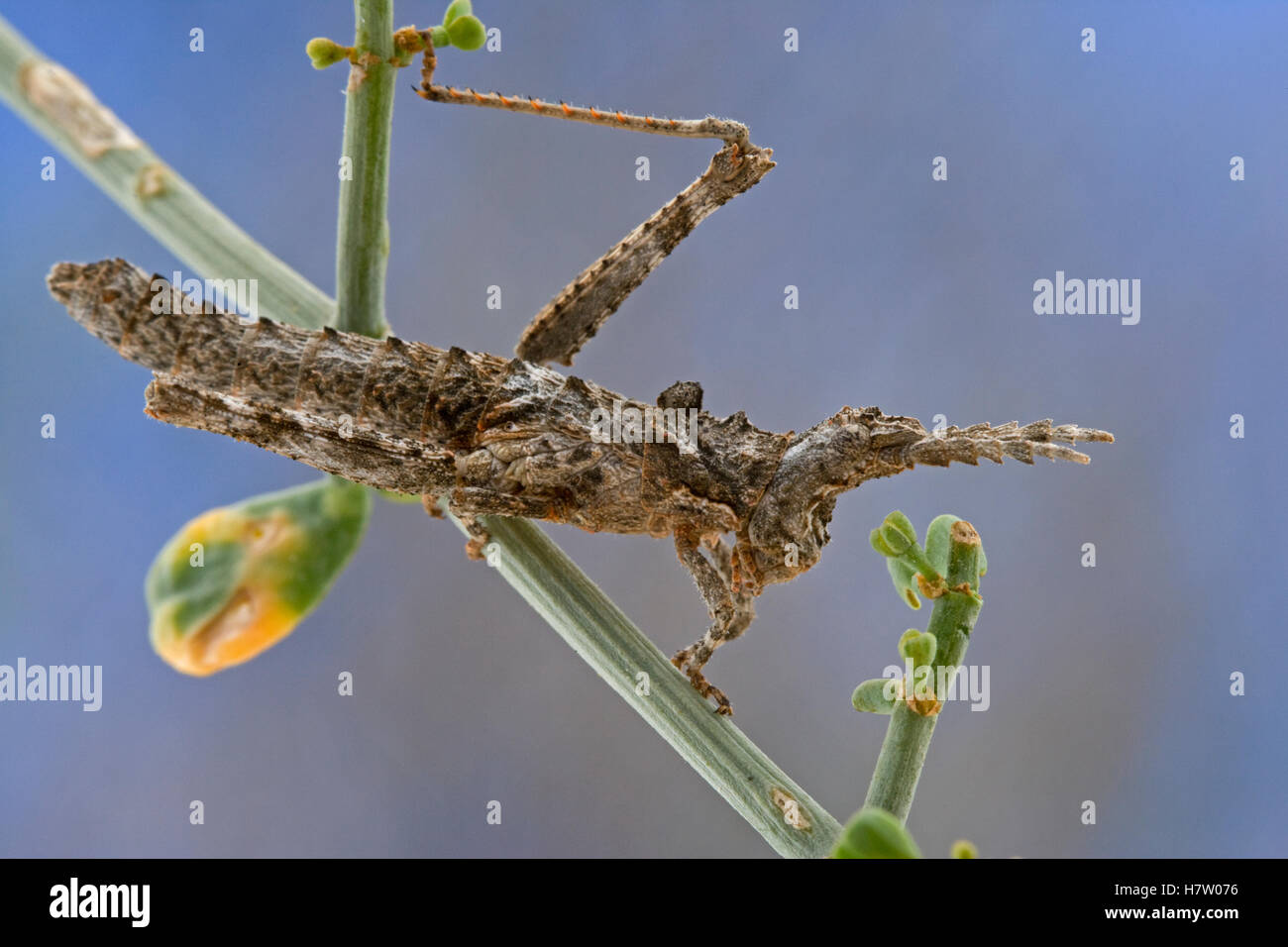 Grasshopper (Pamphagidae), Goegap Nature Reserve, South Africa Stock ...
