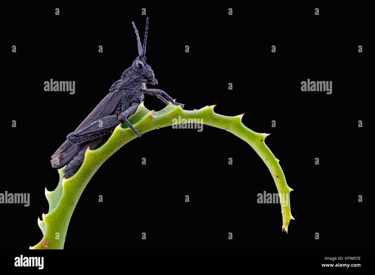 Grasshopper (Pamphagidae), Cederberg, Western Cape, South Africa Stock ...