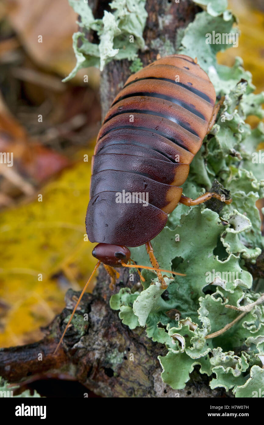 Cape Mountain Cockroach (Aptera fusca) female on lichen, Tsitsikamma ...