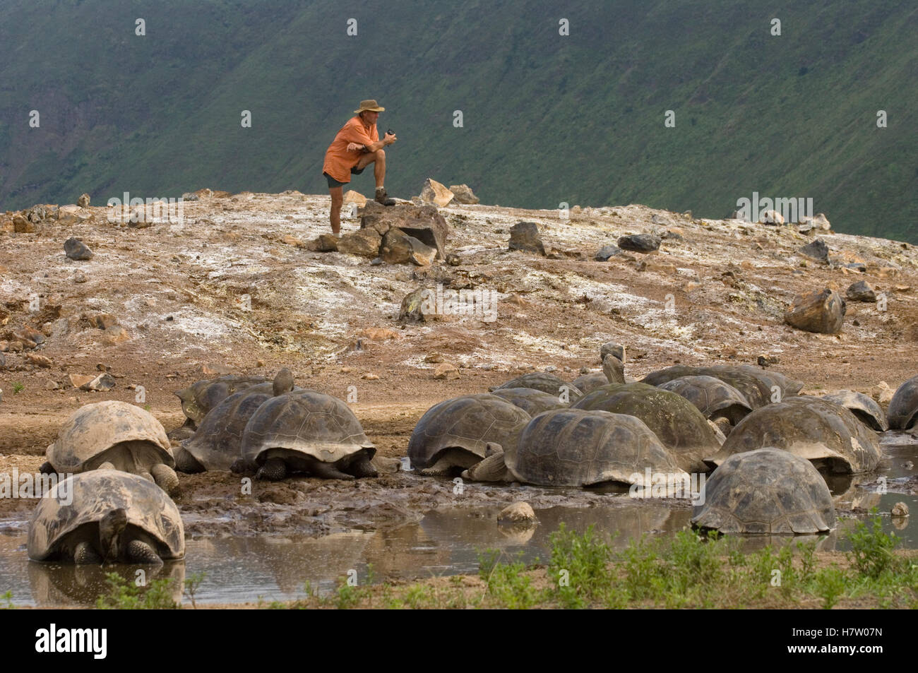 Volcan Alcedo Giant Tortoise (Chelonoidis nigra vandenburghi) group in ...