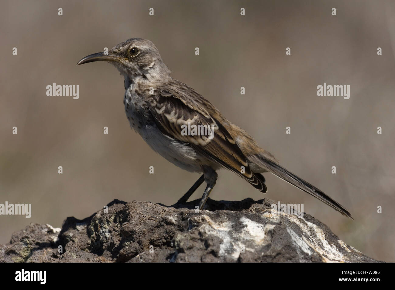 Hood Mockingbird (Nesomimus macdonaldi), Hood Island, Galapagos Islands ...