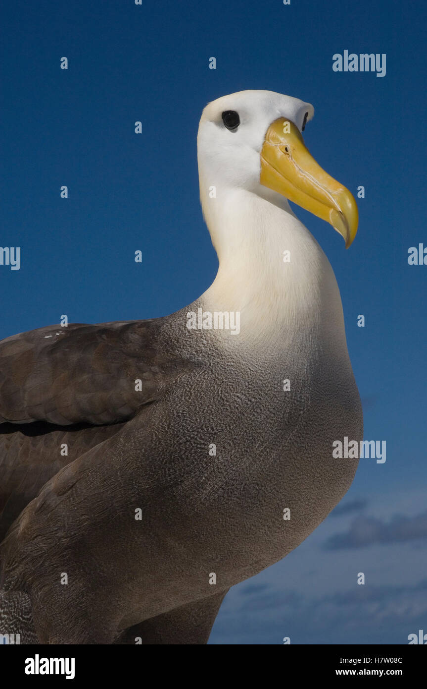 Waved Albatross (Phoebastria irrorata), Hood Island, Galapagos Islands ...