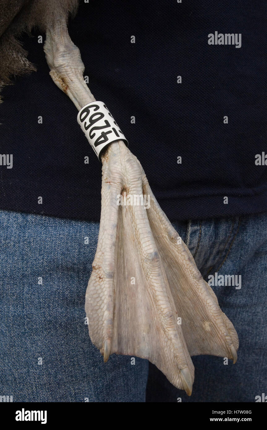 Waved Albatross (Phoebastria irrorata) foot with band, Hood Island ...