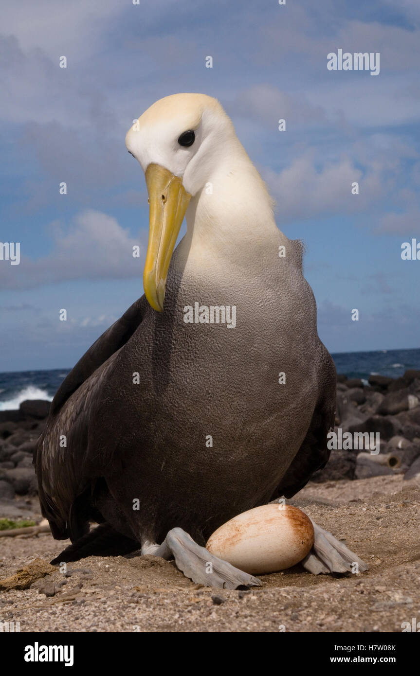 Waved Albatross (Phoebastria irrorata) with egg, Hood Island, Galapagos ...
