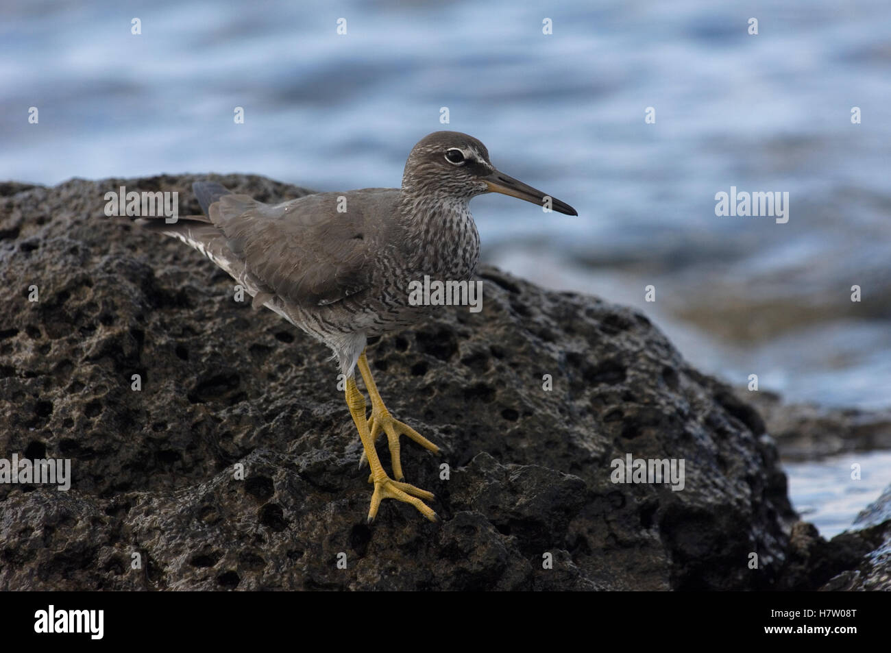 Wandering Tattler (Tringa incana) at shoreline, Hood Island, Galapagos ...