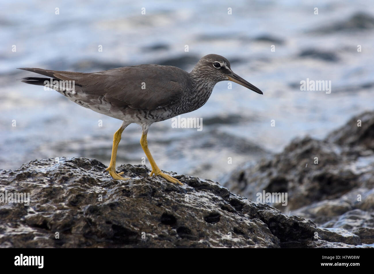 Wandering Tattler (Tringa incana) at shoreline, Hood Island, Galapagos ...