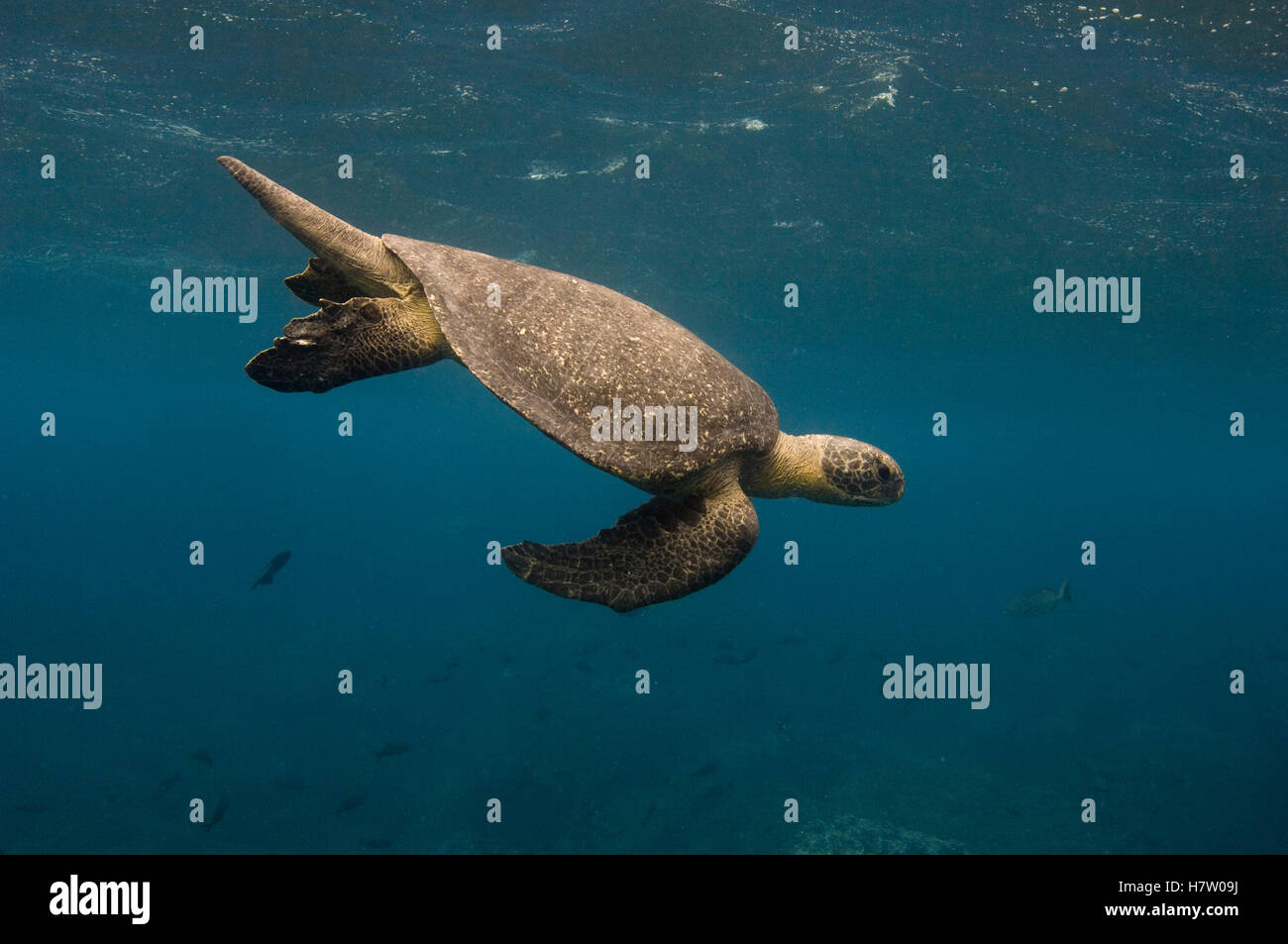 Pacific Green Sea Turtle (Chelonia mydas agassizi) swimming, Galapagos ...