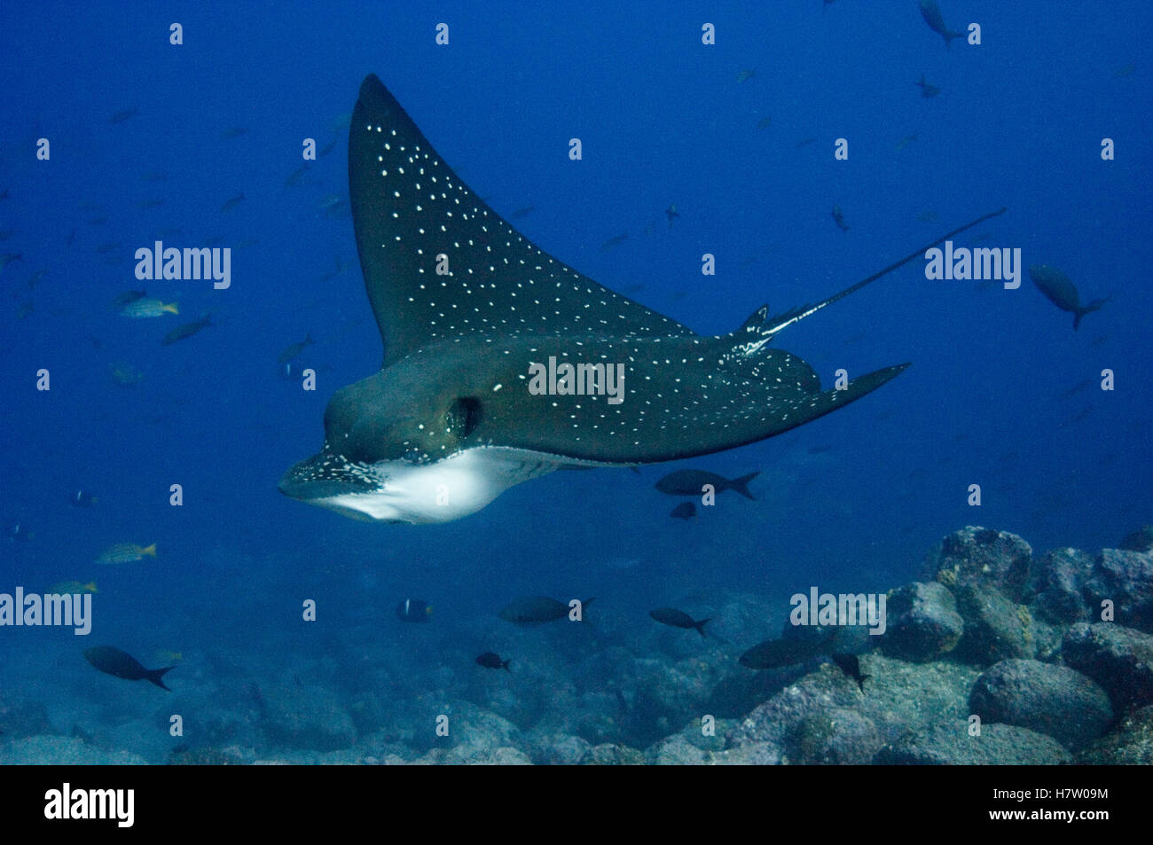 Spotted Eagle Ray (Aetobatus narinari), Darwin Island, Galapagos ...
