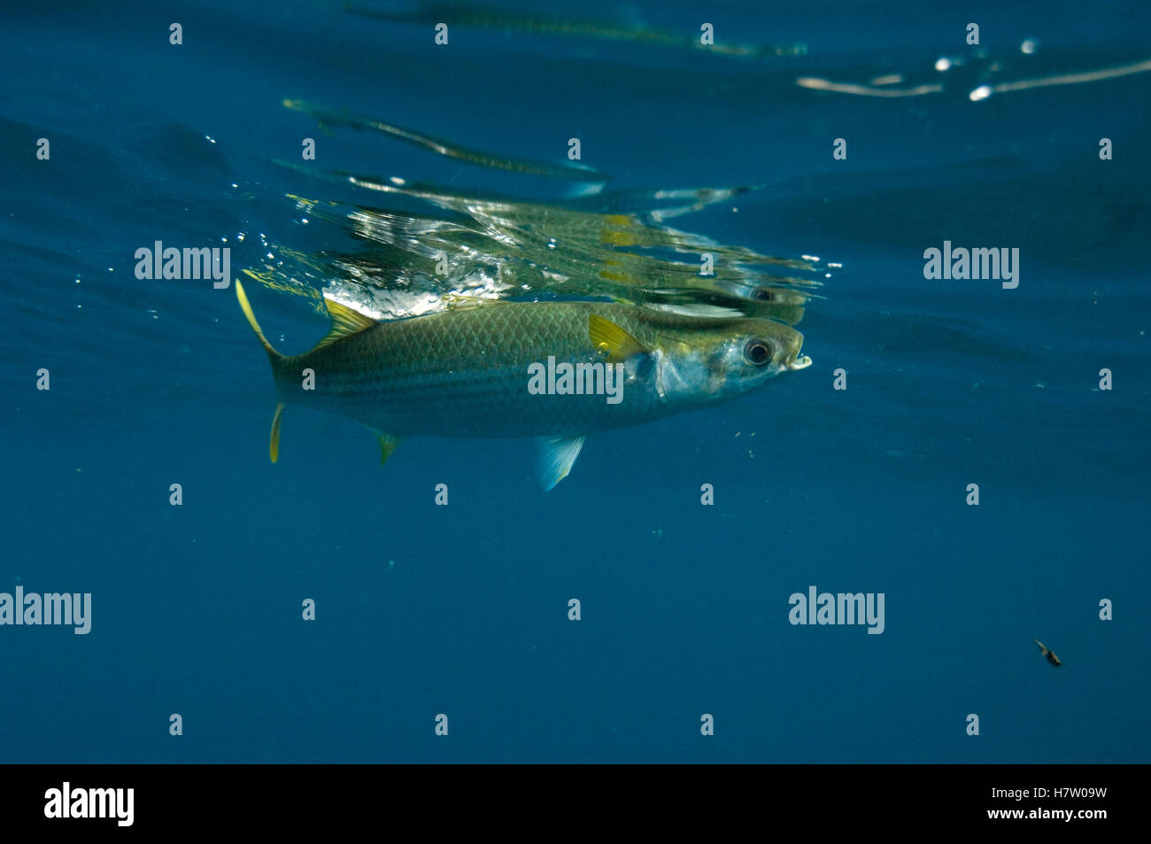 Yellow-tailed Mullet (Mugil rammelsbergii) feeding at the surface, Wolf ...