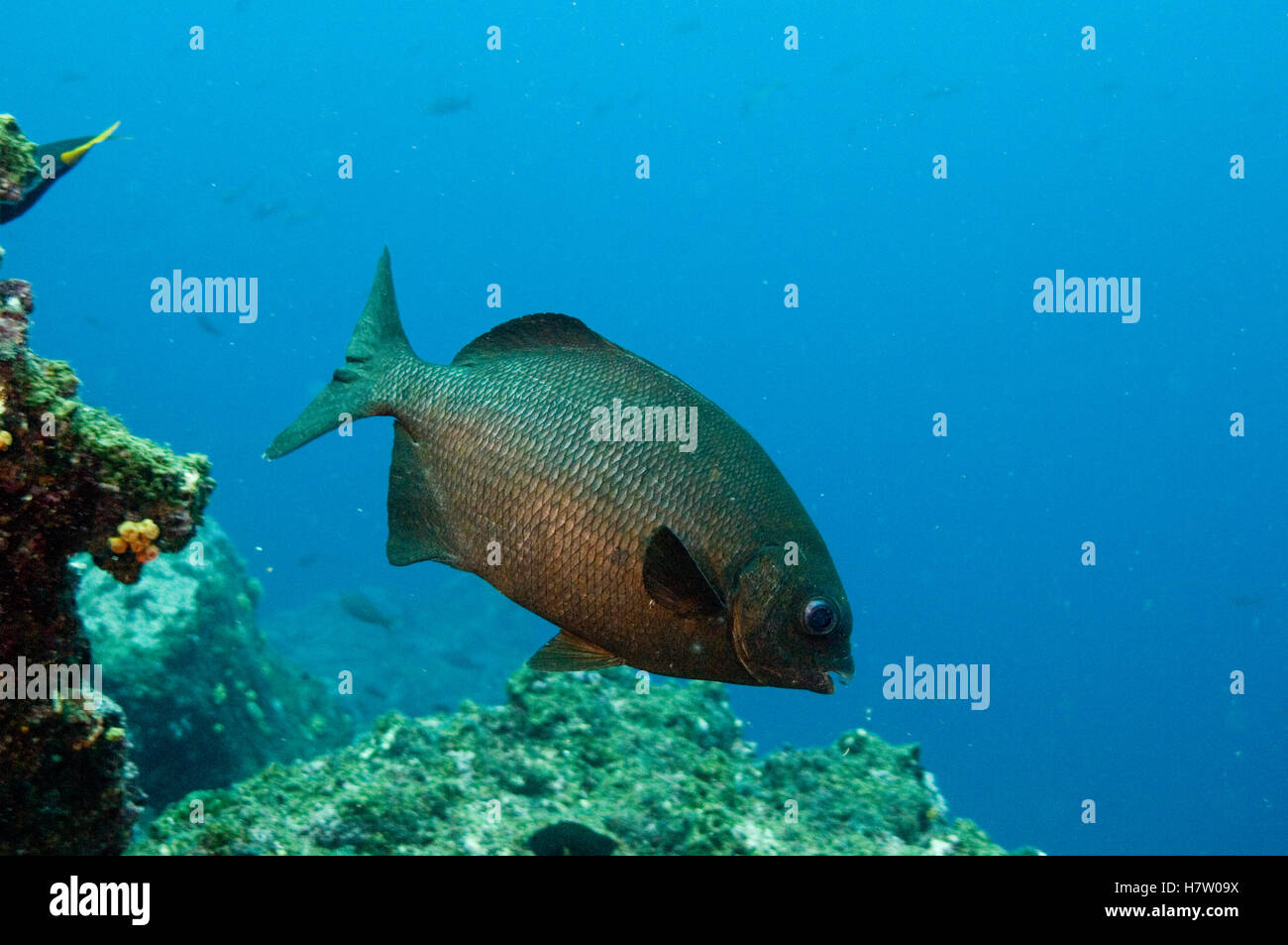 Cortez Chub (Kyphosus elegans), Wolf Island, Galapagos Islands, Ecuador ...