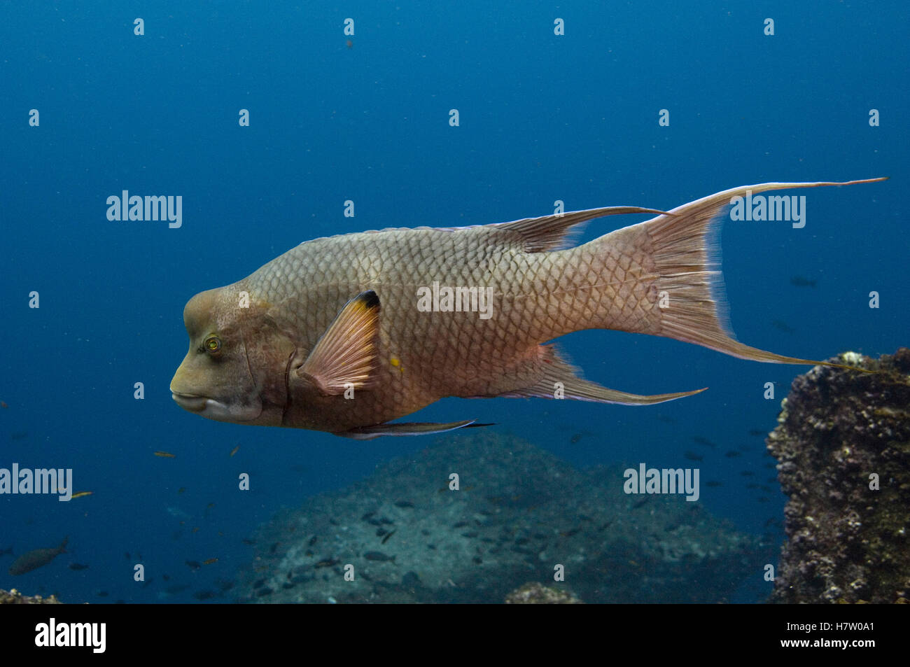 Streamer Hogfish (Bodianus diplotaenia), Wolf Island, Galapagos Islands ...
