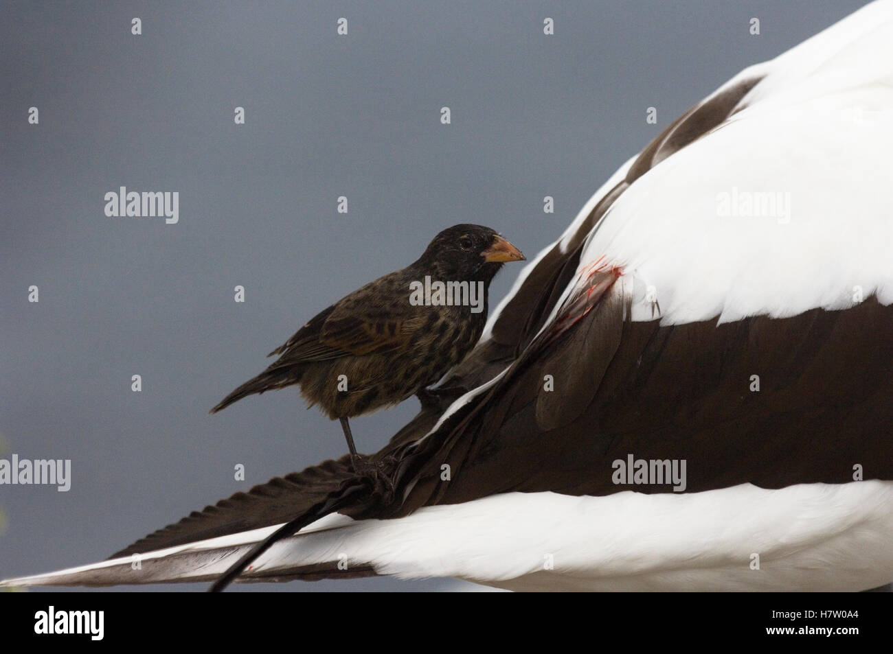 Sharp-beaked Ground-Finch (Geospiza difficilis) feeding on blood from ...