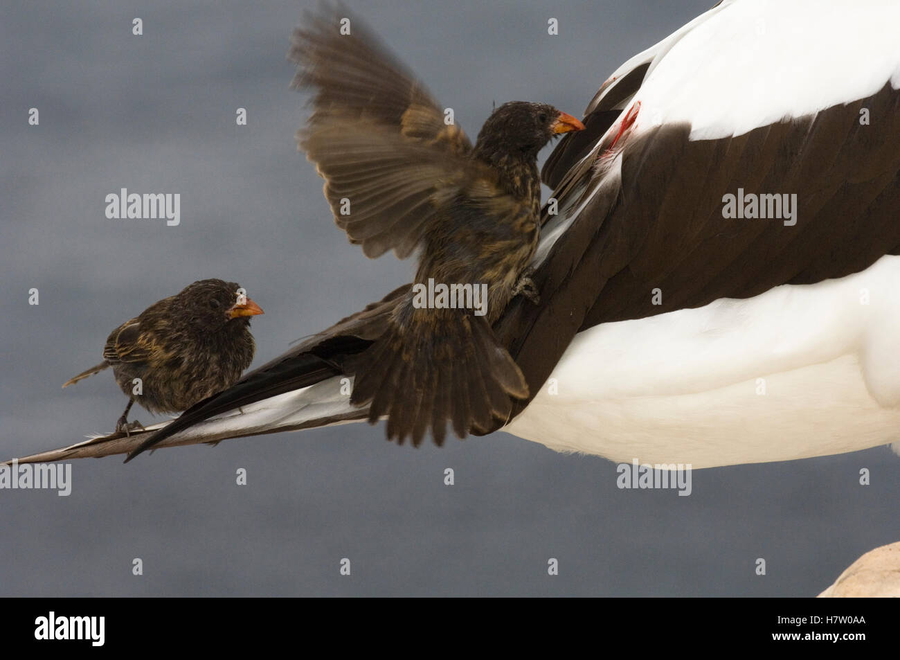 Sharp-beaked Ground-Finch (Geospiza difficilis) pair feeding on blood ...