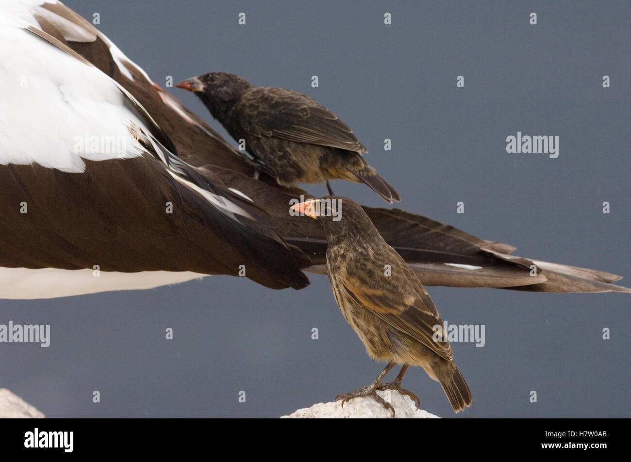 Sharp-beaked Ground-Finch (Geospiza difficilis) pair feeding on blood ...