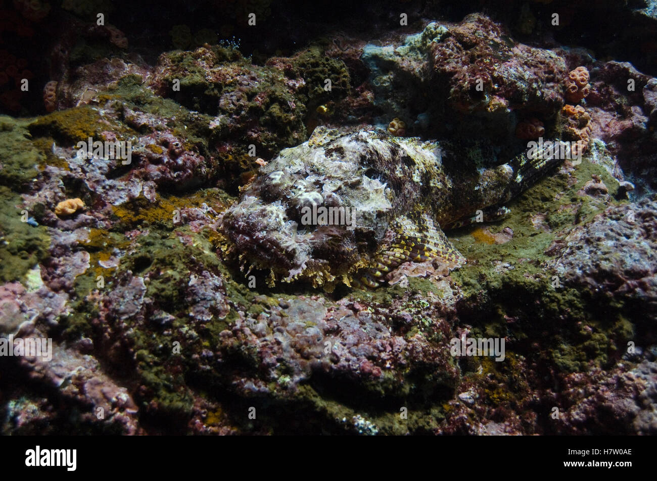 Spotted Scorpionfish (Scorpaena plumieri) camouflaged on rock, Wolf ...