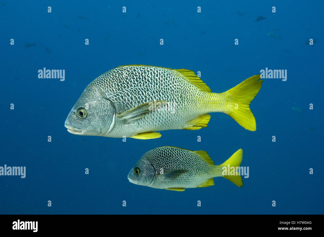 Yellow-tailed Grunt (Anisotremus interruptus), pair, Wolf Island ...