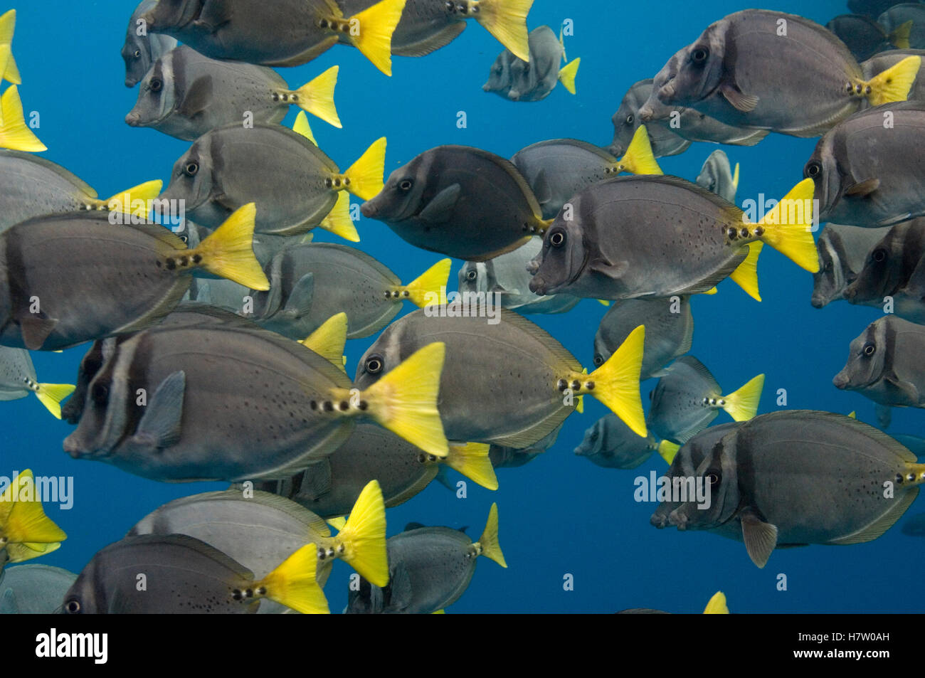 Yellow-tailed Surgeonfish (Prionurus laticlavius) school, Wolf Island ...