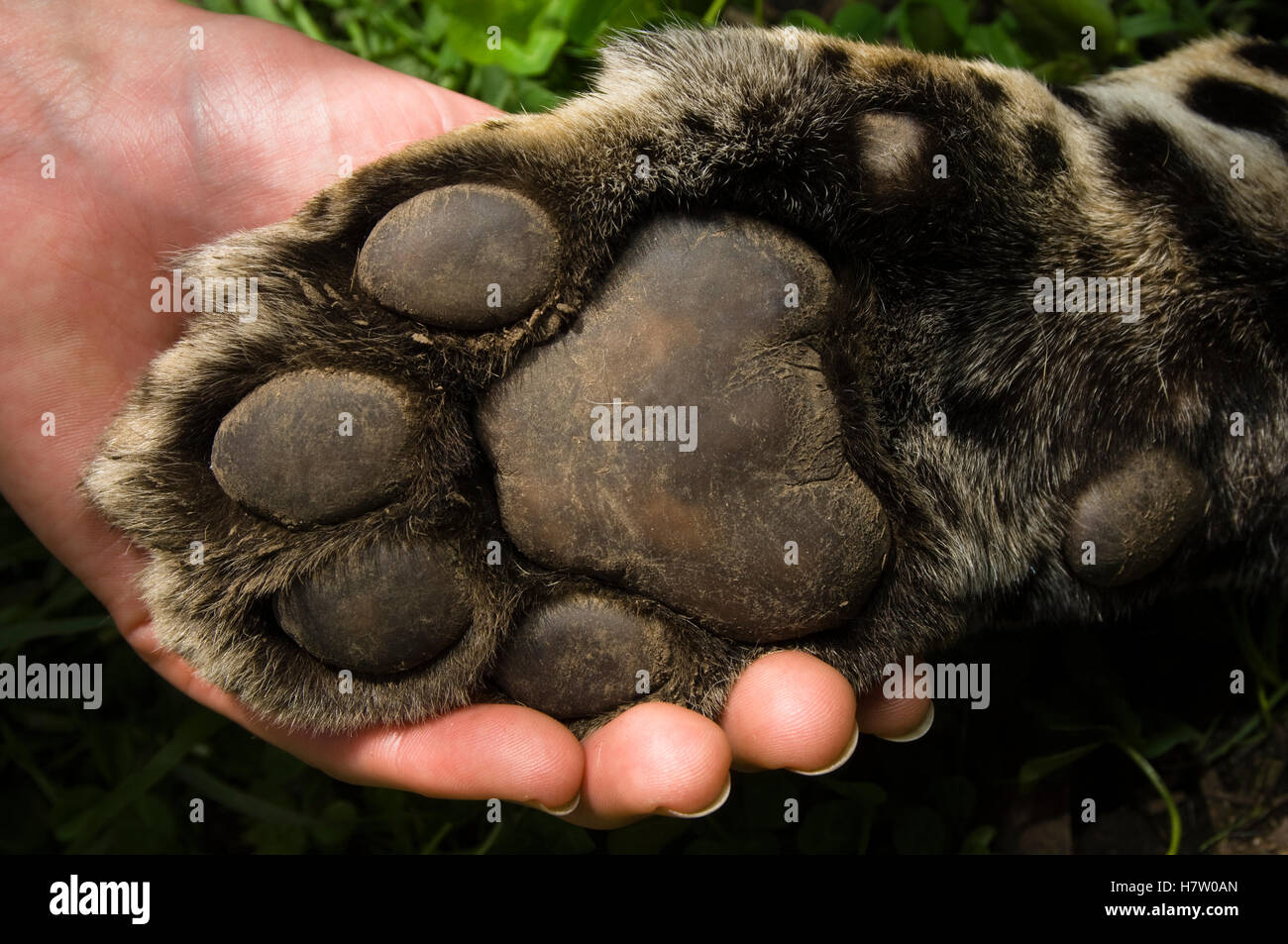 Jaguar (Panthera onca) paw of female held by biologist, Ecuador Stock ...