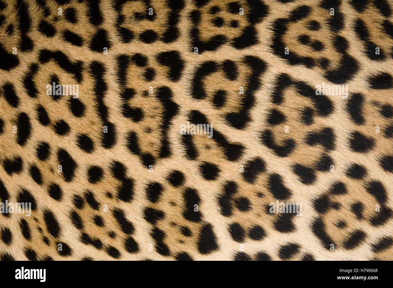 Jaguar (Panthera onca) female fur pattern, Ecuador Stock Photo - Alamy