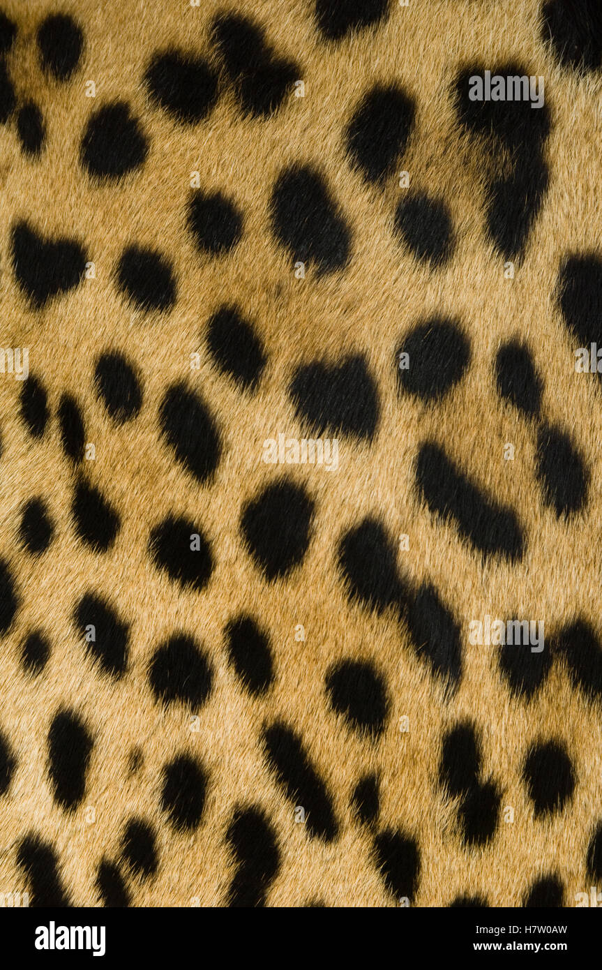 Jaguar (Panthera onca) female fur pattern, Ecuador Stock Photo - Alamy