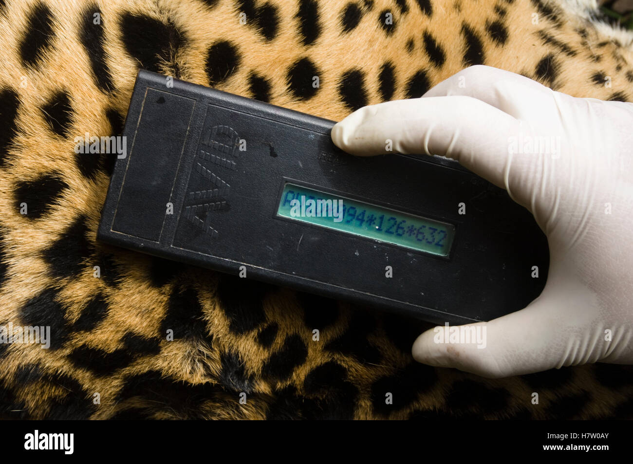 Jaguar (Panthera onca) female with microchip reader registering the ...