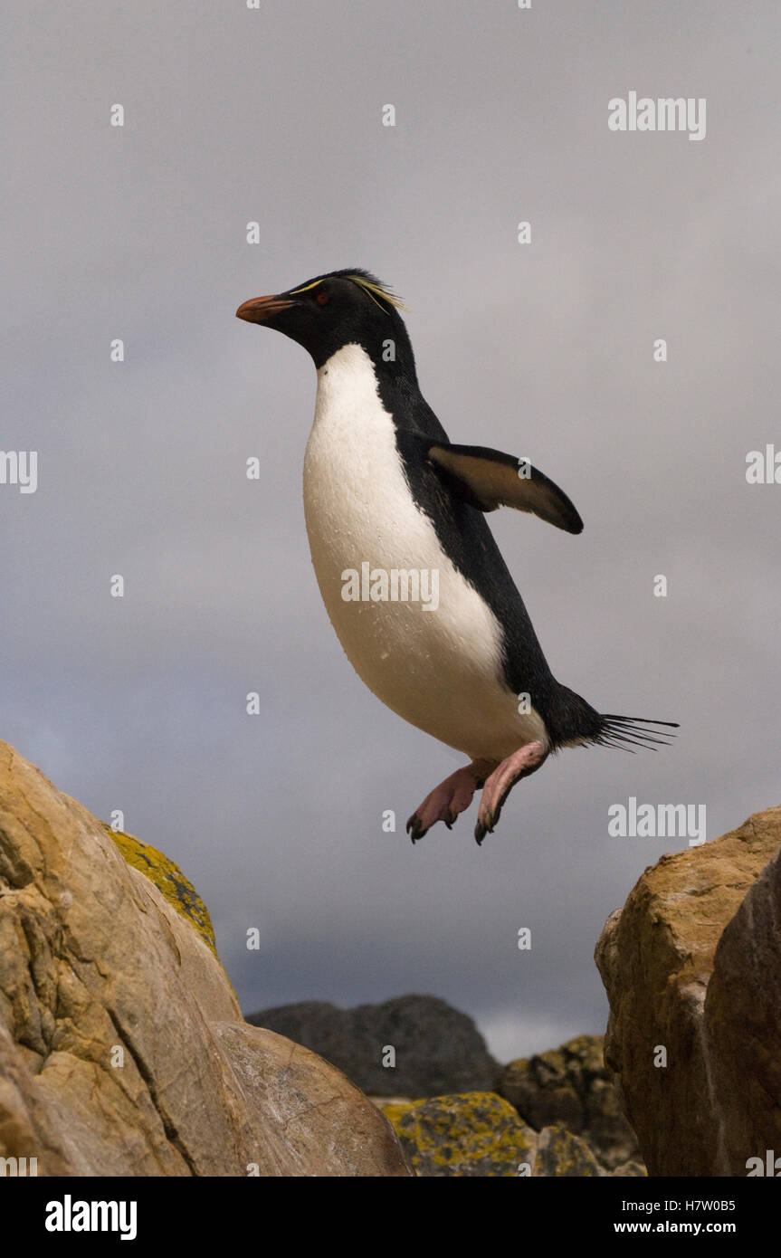 Rockhopper Penguin (Eudyptes chrysocome) jumping, Pebble Island ...