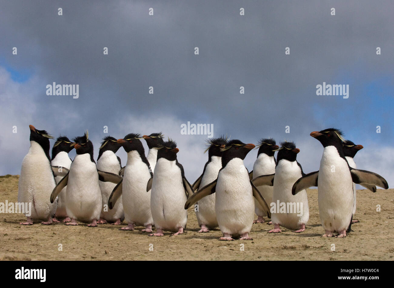 Rockhopper Penguin (Eudyptes chrysocome) group on beach, Pebble Island ...