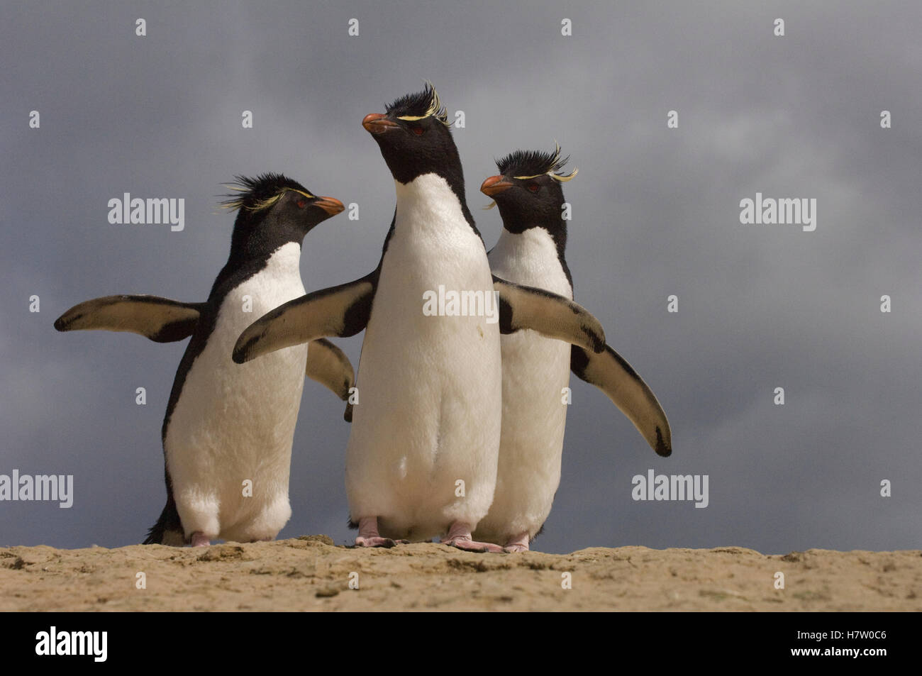 Rockhopper Penguin (Eudyptes chrysocome) trio on beach, Pebble Island ...