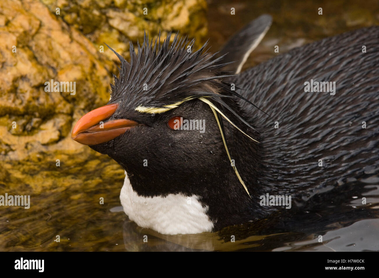Rockhopper Penguin (Eudyptes chrysocome) swimming, Pebble Island ...