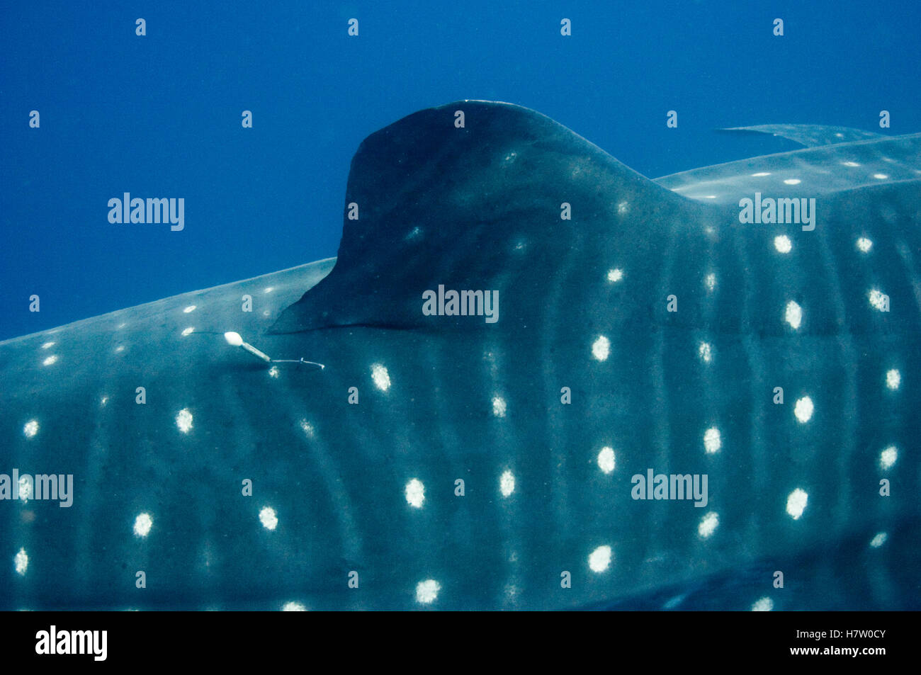 Whale Shark (Rhincodon typus) dorsal fin, Wolf Island, Galapagos ...