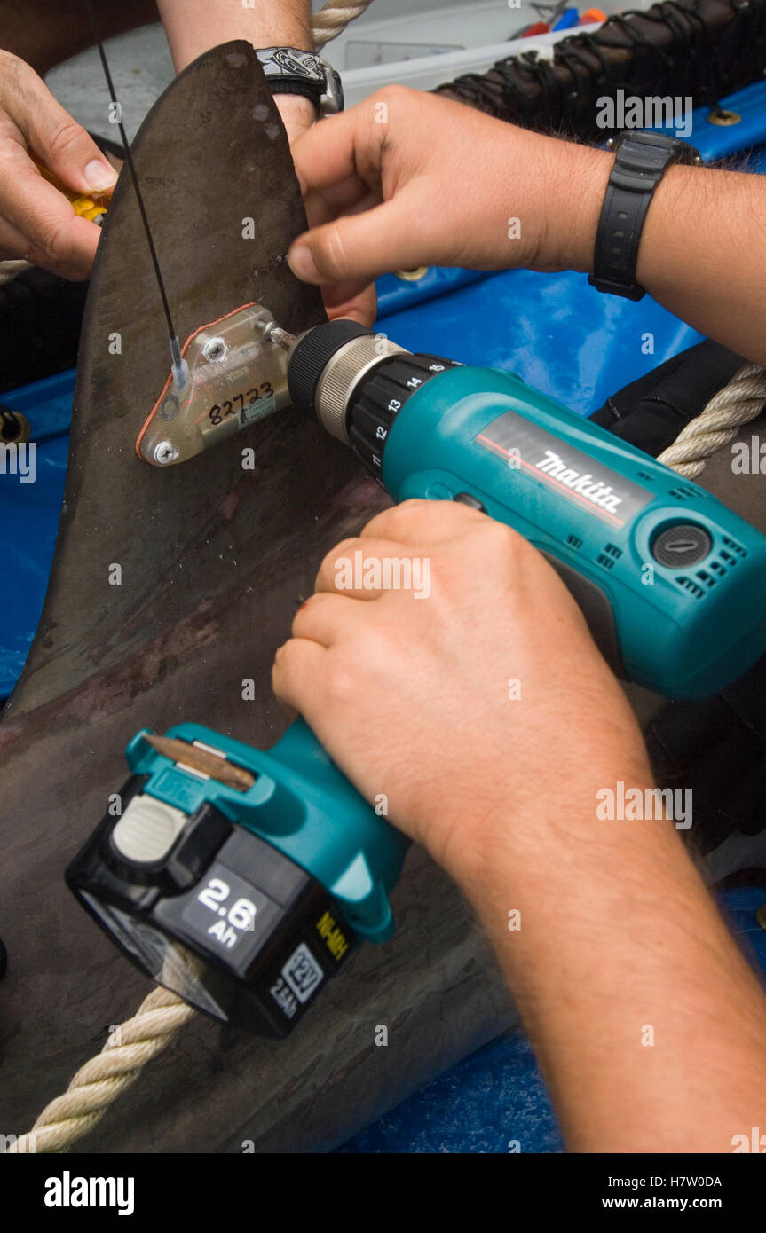 Scalloped Hammerhead Shark (Sphyrna lewini) tag placed on dorsal fin ...