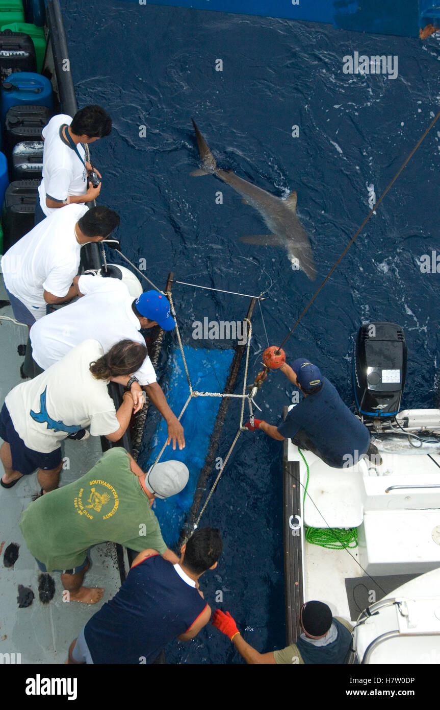 Silky Shark (Carcharhinus falciformis) caught on fishing line for ...