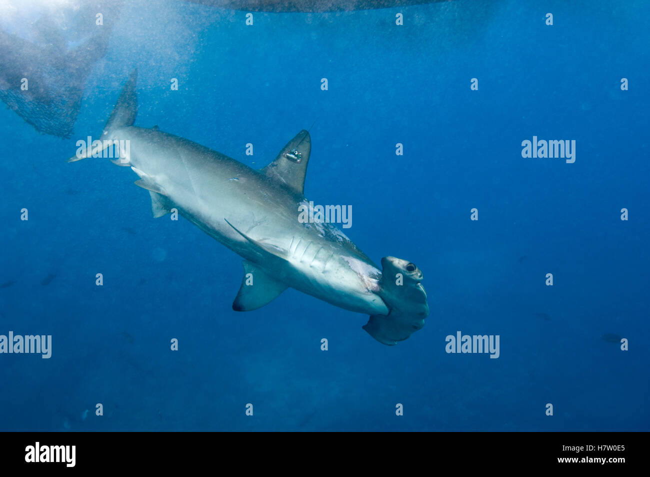 Scalloped Hammerhead Shark (Sphyrna lewini) released after it had a ...
