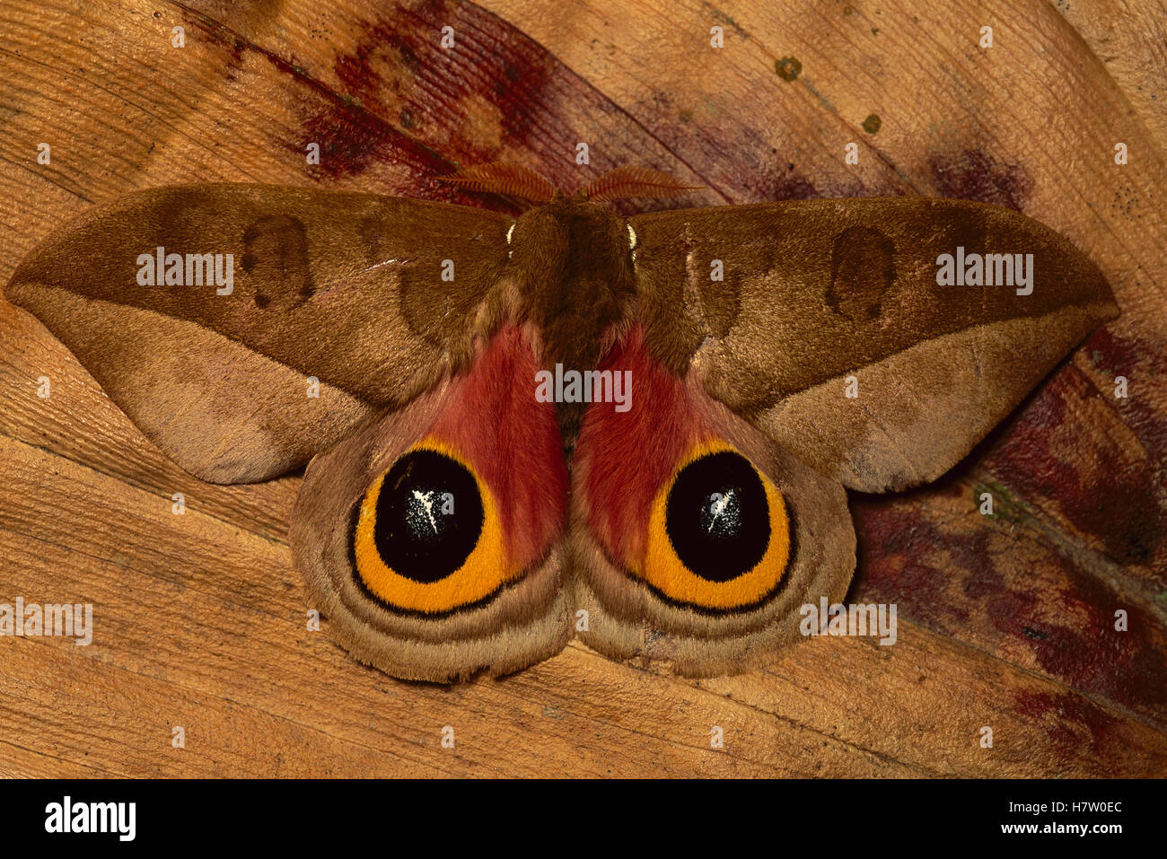 Moth (Automeris sp) showing false eyespots on wings, Costa Rica Stock ...
