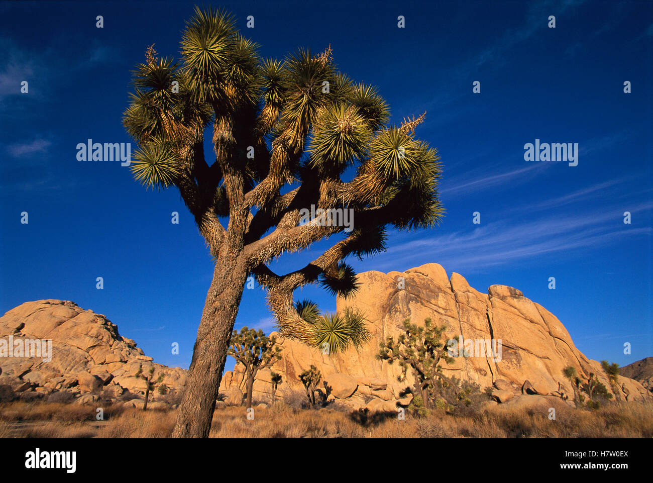 Joshua Tree (Yucca brevifolia), Joshua Tree National Park, California ...