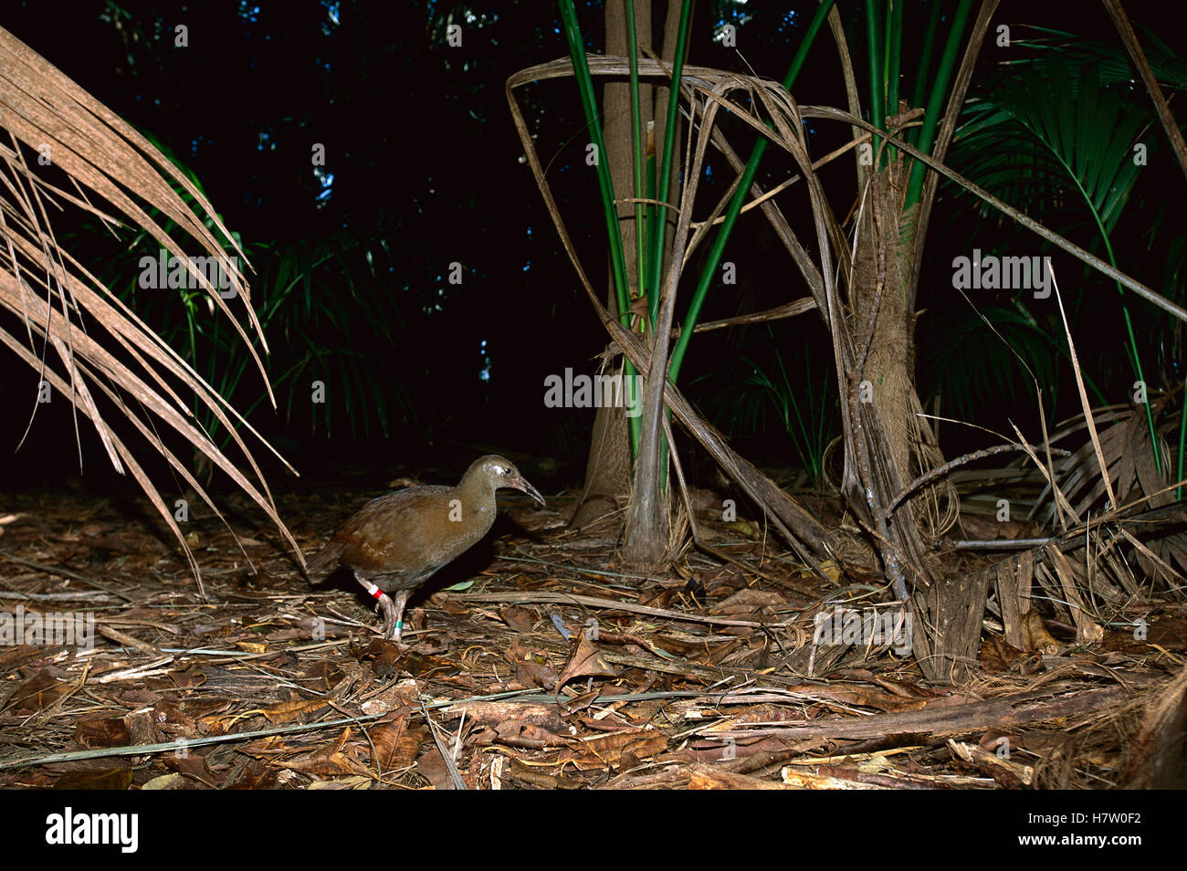 Lord Howe Rail (Gallirallus sylvestris) endangered, flightless bird ...