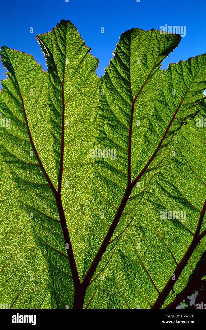 Poor Man's Umbrella (Gunnera insignis) leaves showing ribs and ...