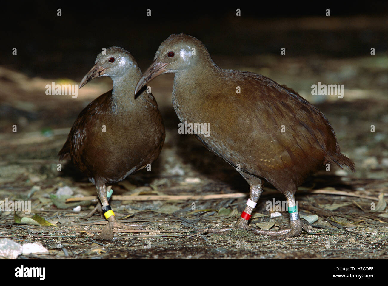 Lord Howe Rail (Gallirallus sylvestris) pair, endangered, flightless ...