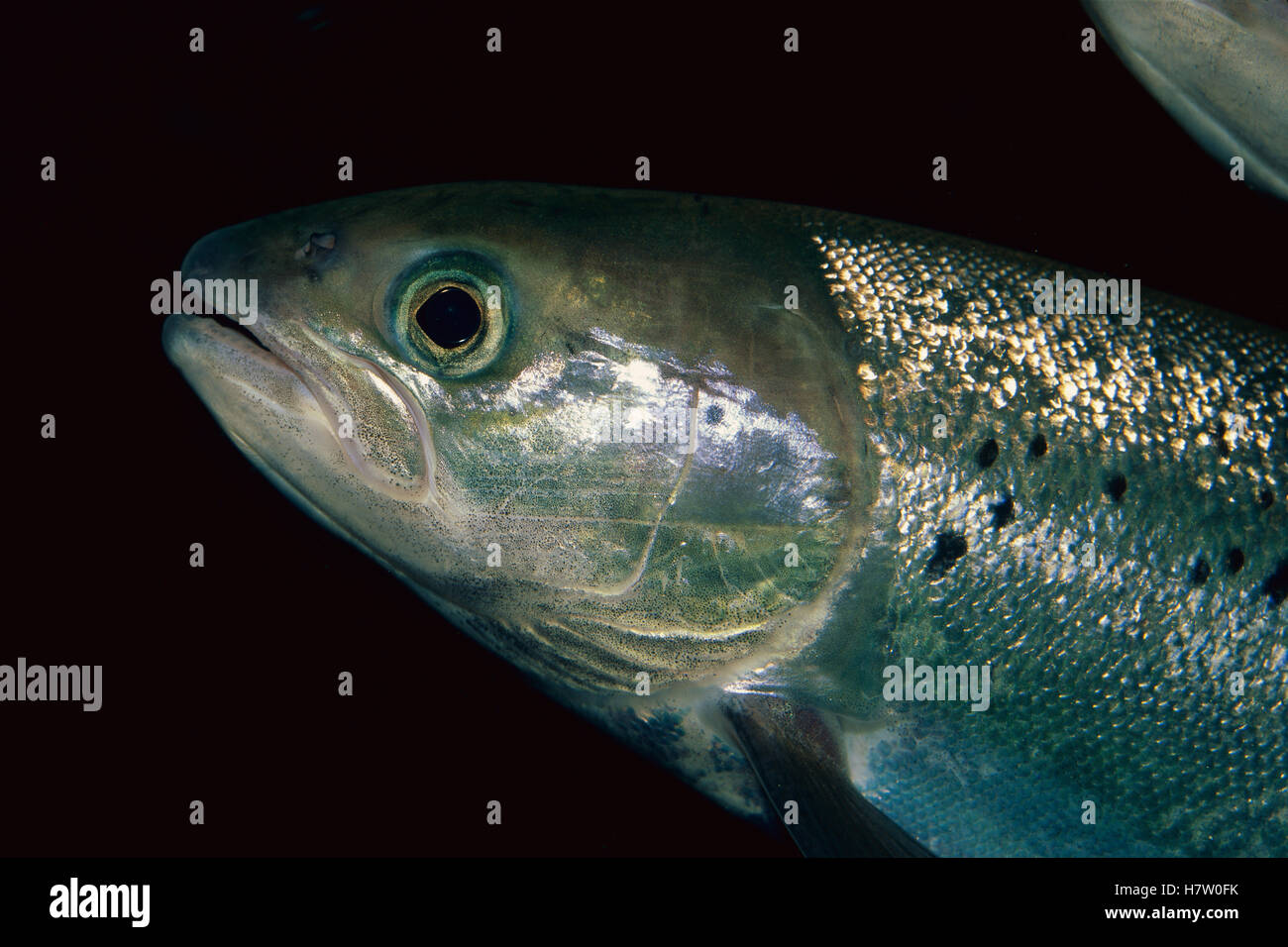 Atlantic Salmon (Salmo salar), eastern United States Stock Photo - Alamy