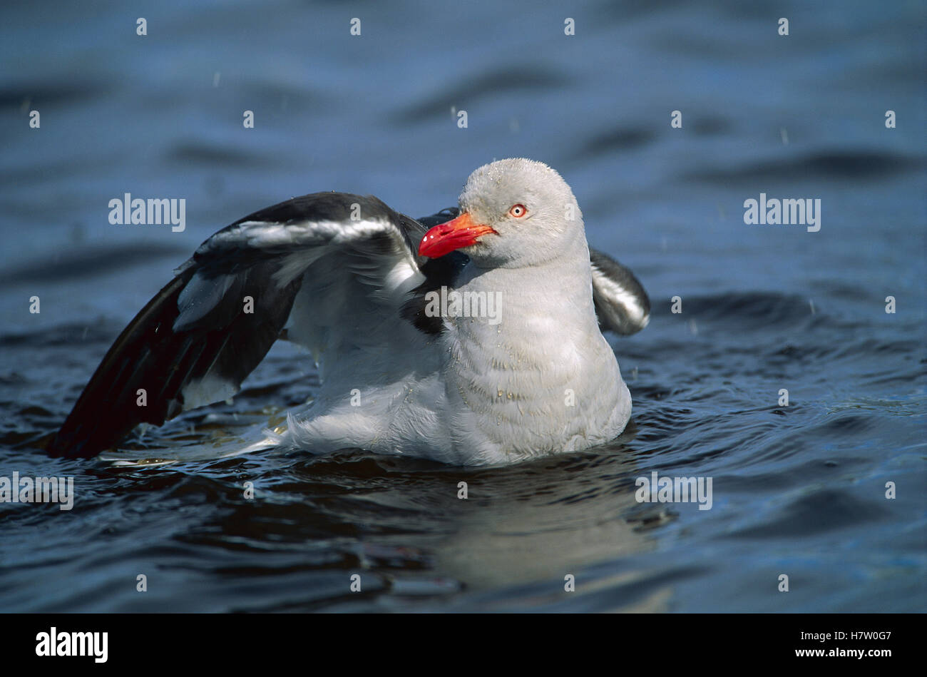 Dolphin Gull (Leucophaeus scoresbii) bathing, Saunders Island, Falkland ...