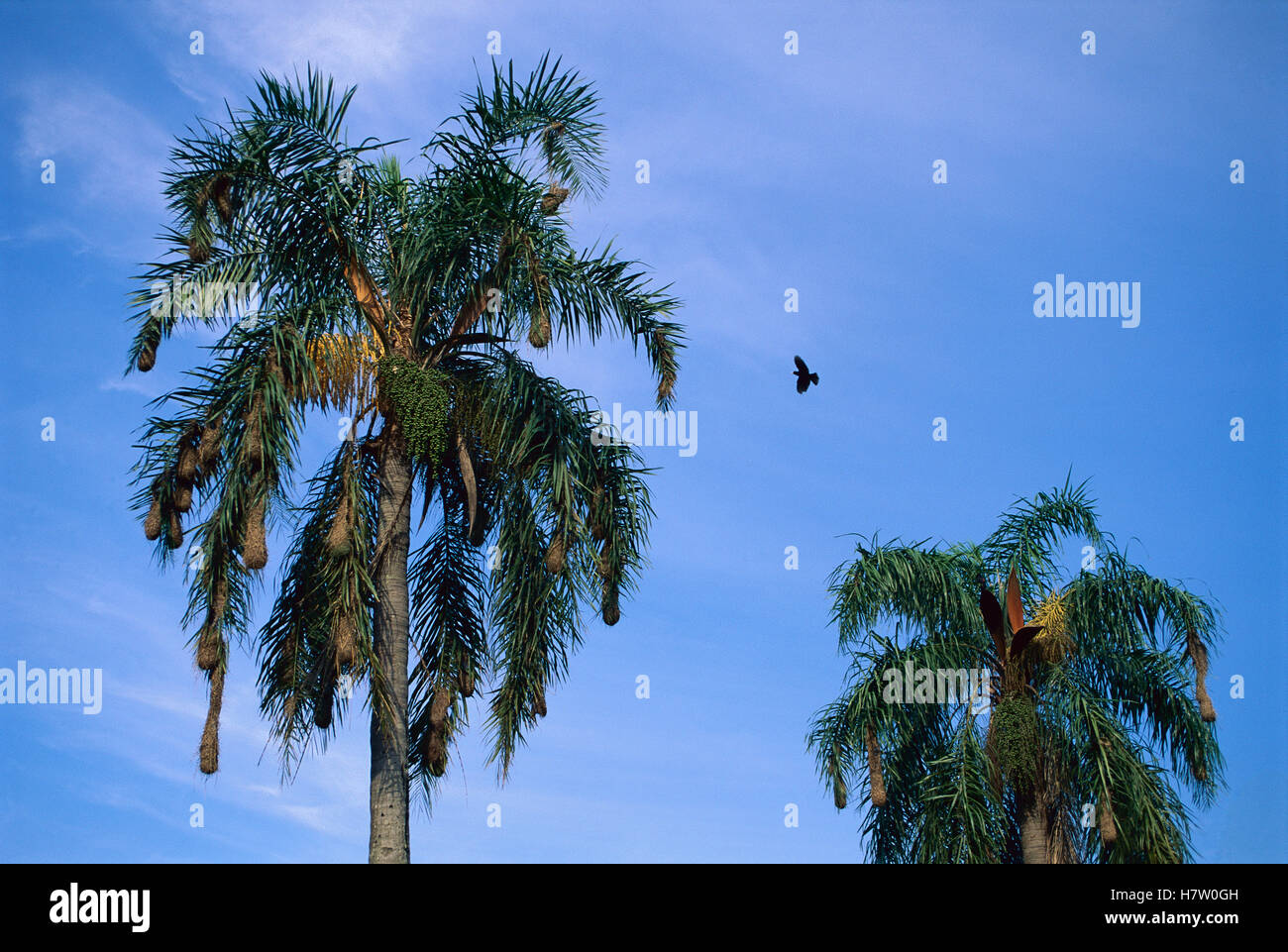 Red-rumped Cacique (Cacicus haemorrhous) flying to nest, Iguacu Falls ...