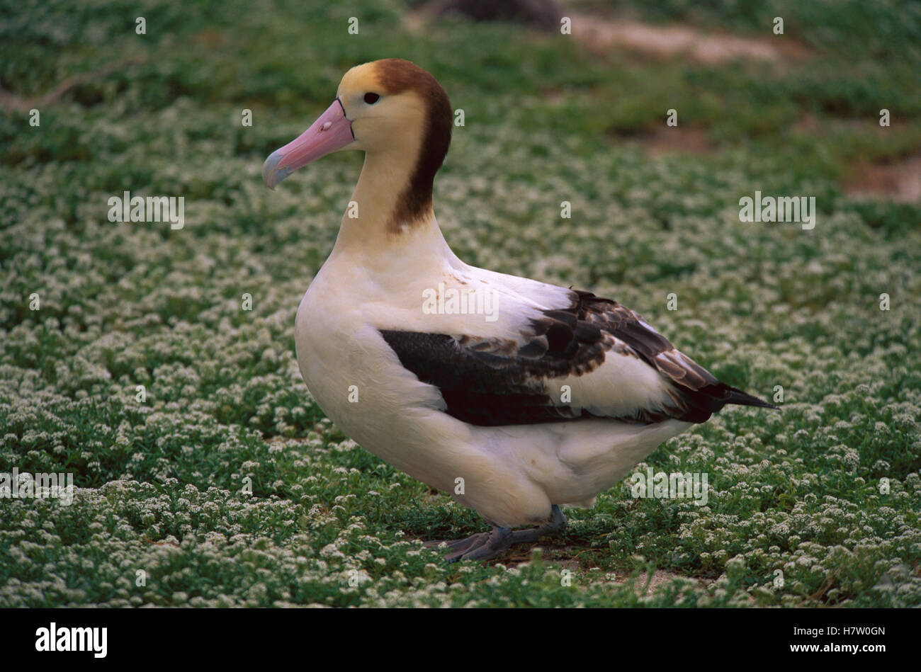 Short-tailed Albatross (Phoebastria albatrus), single bird re ...