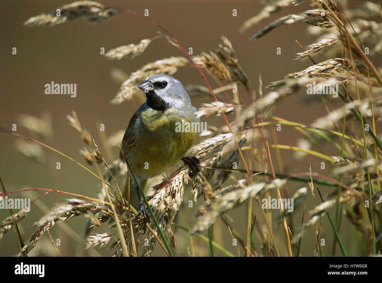 Canary-winged Finch (Melanodera melanodera), Sea Lion Island, Falkland ...