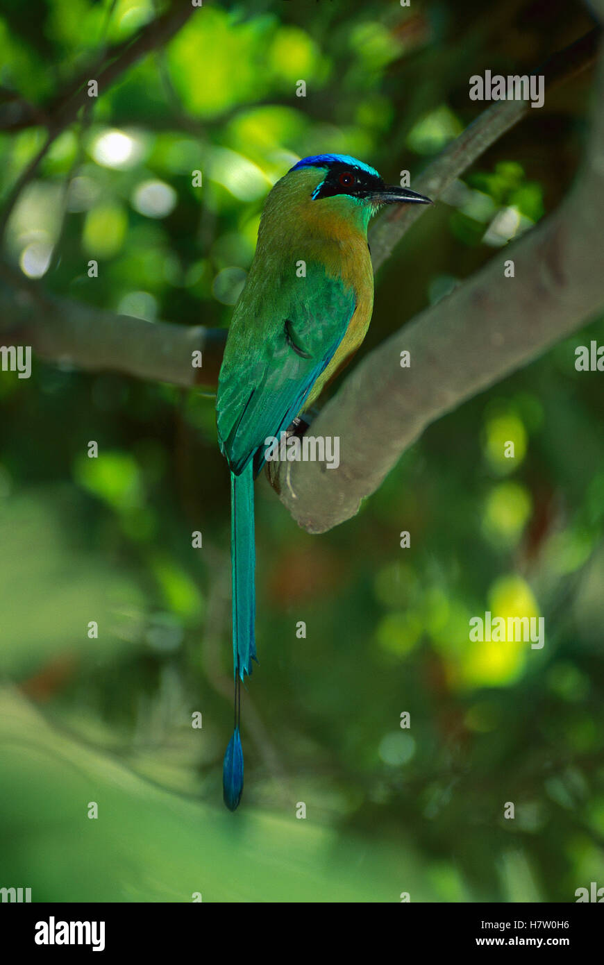 Blue-crowned Motmot (Momotus momota), Trinidad Stock Photo - Alamy
