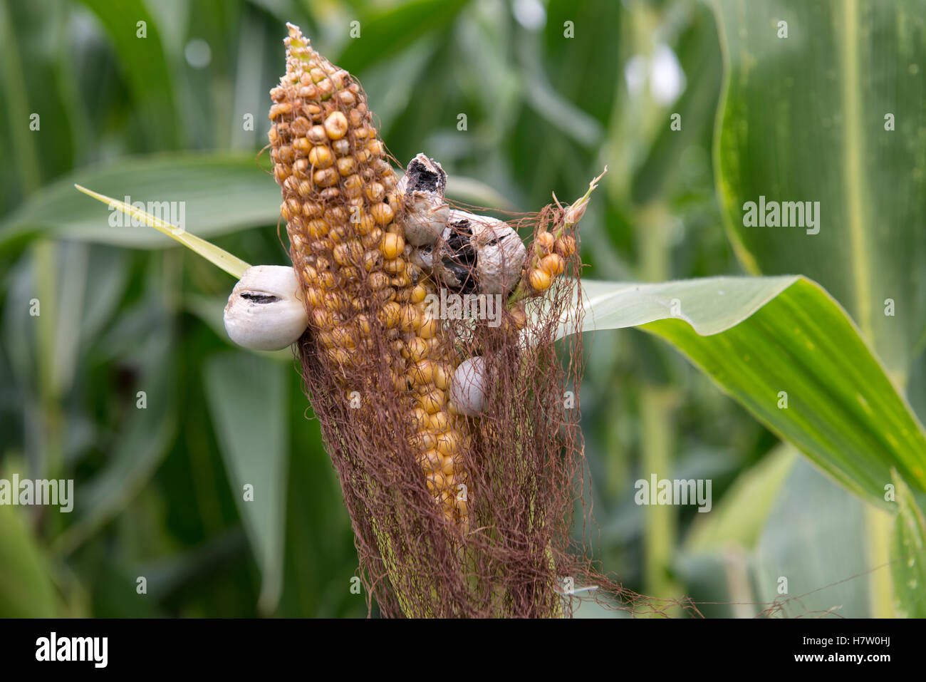 Sweetcorn disease hi-res stock photography and images - Alamy