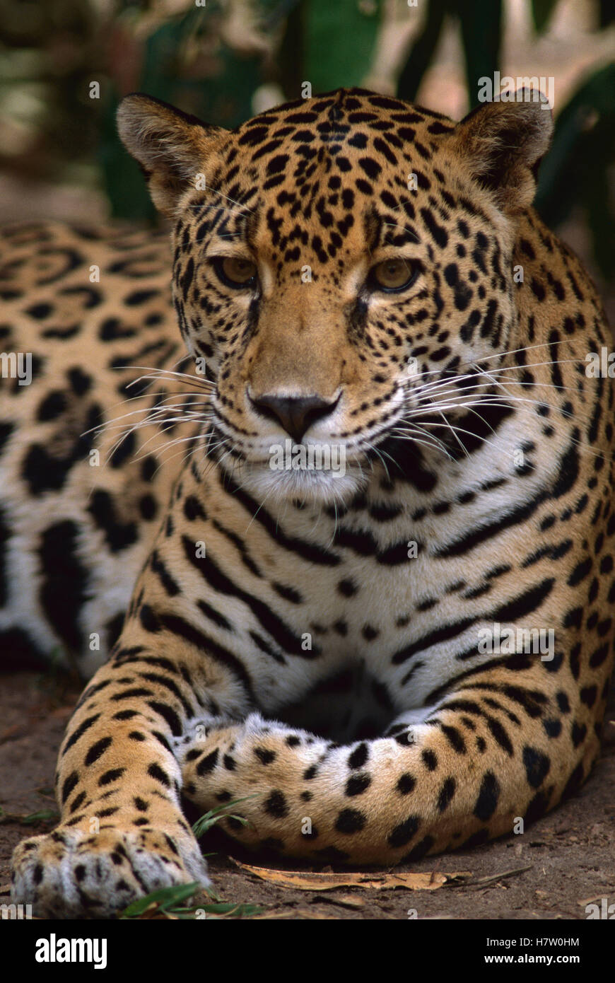 Jaguar (Panthera onca), native to Central and South America Stock Photo ...